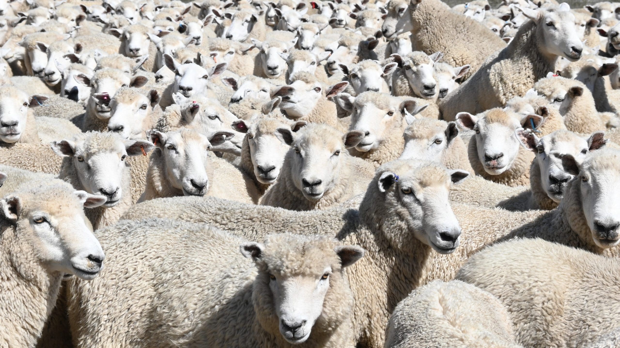 Pastoral Farming | Tuaropaki Trust
